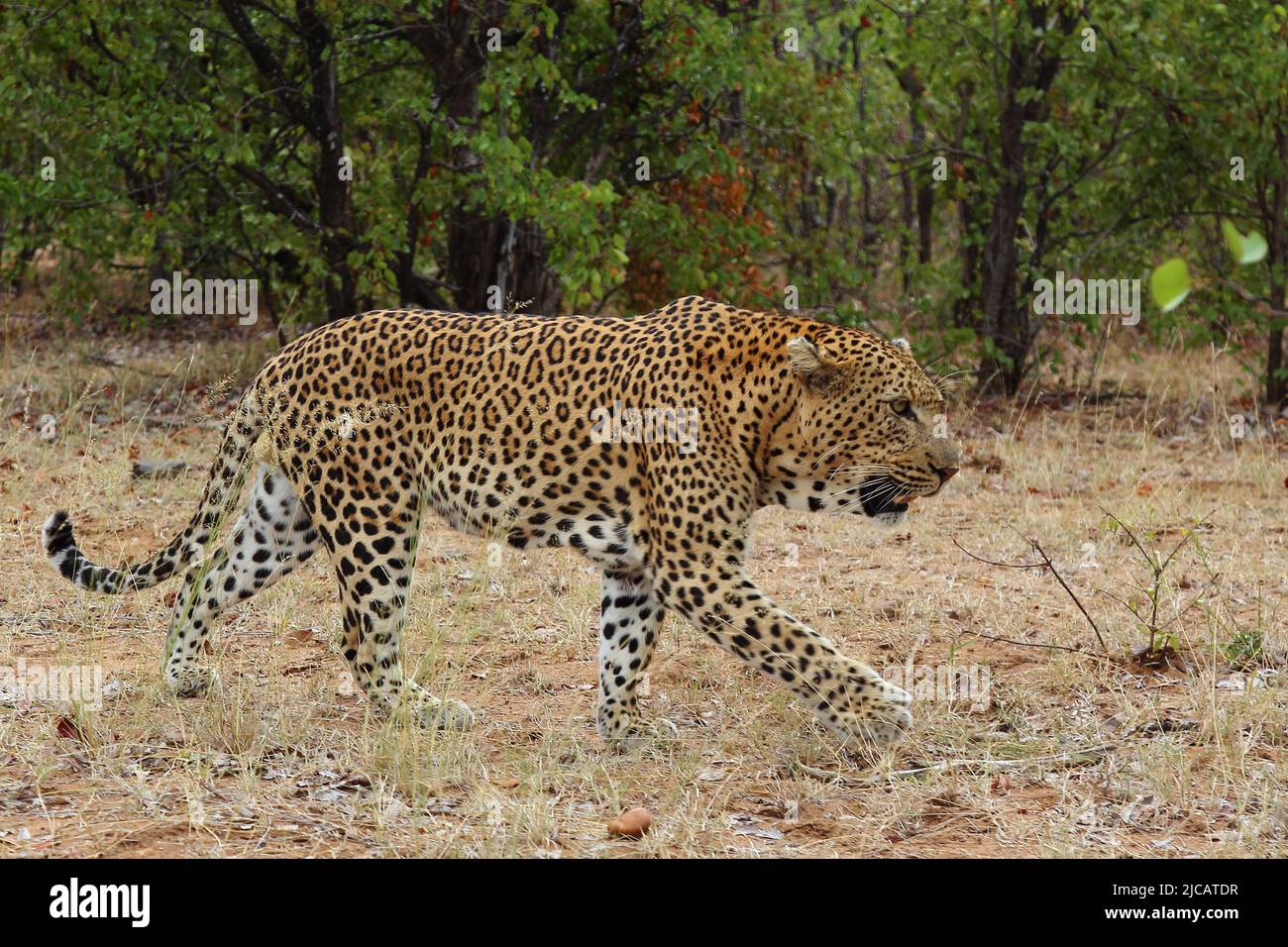 Leopard / Leopard / Panthera pardus Stock Photo - Alamy