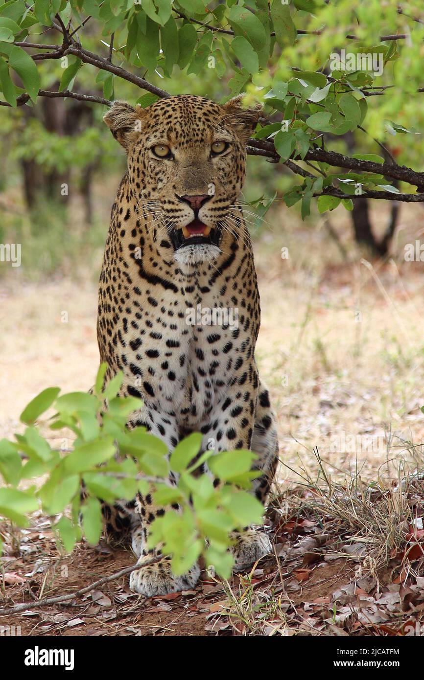 Leopard / Leopard / Panthera pardus Stock Photo - Alamy
