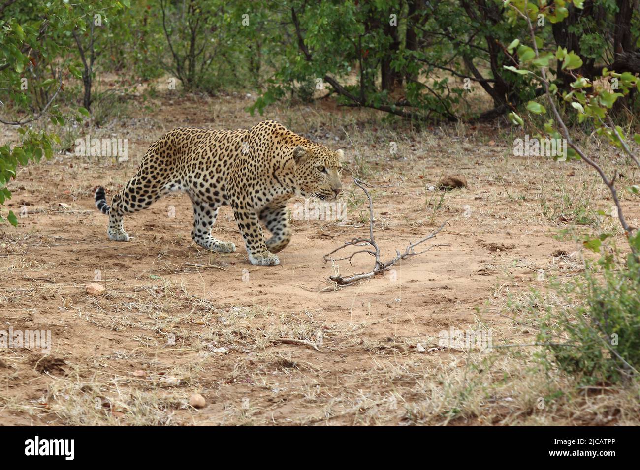 Leopard / Leopard / Panthera pardus Stock Photo - Alamy