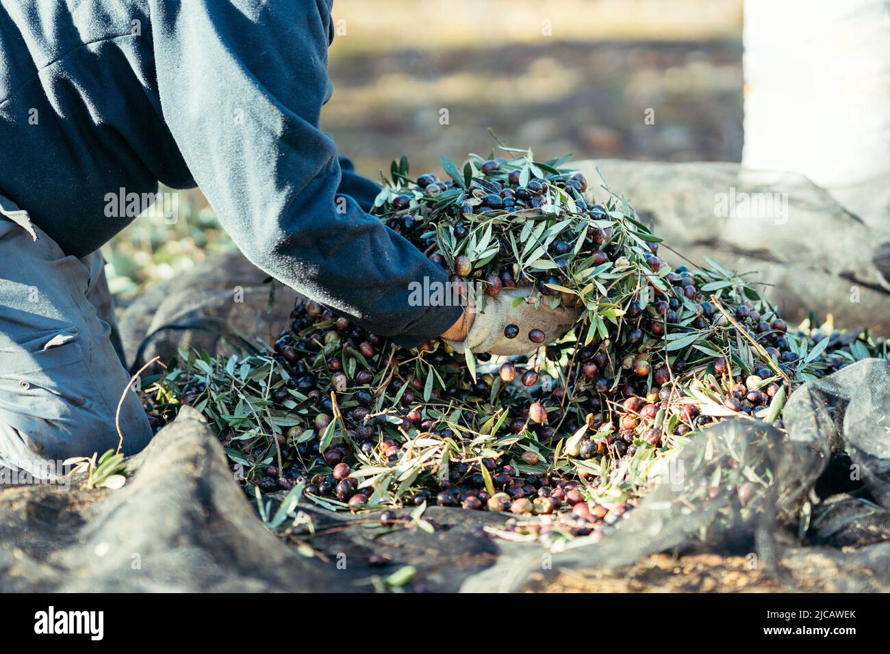 worker lifting a pile of olives with his hands Stock Photo - Alamy