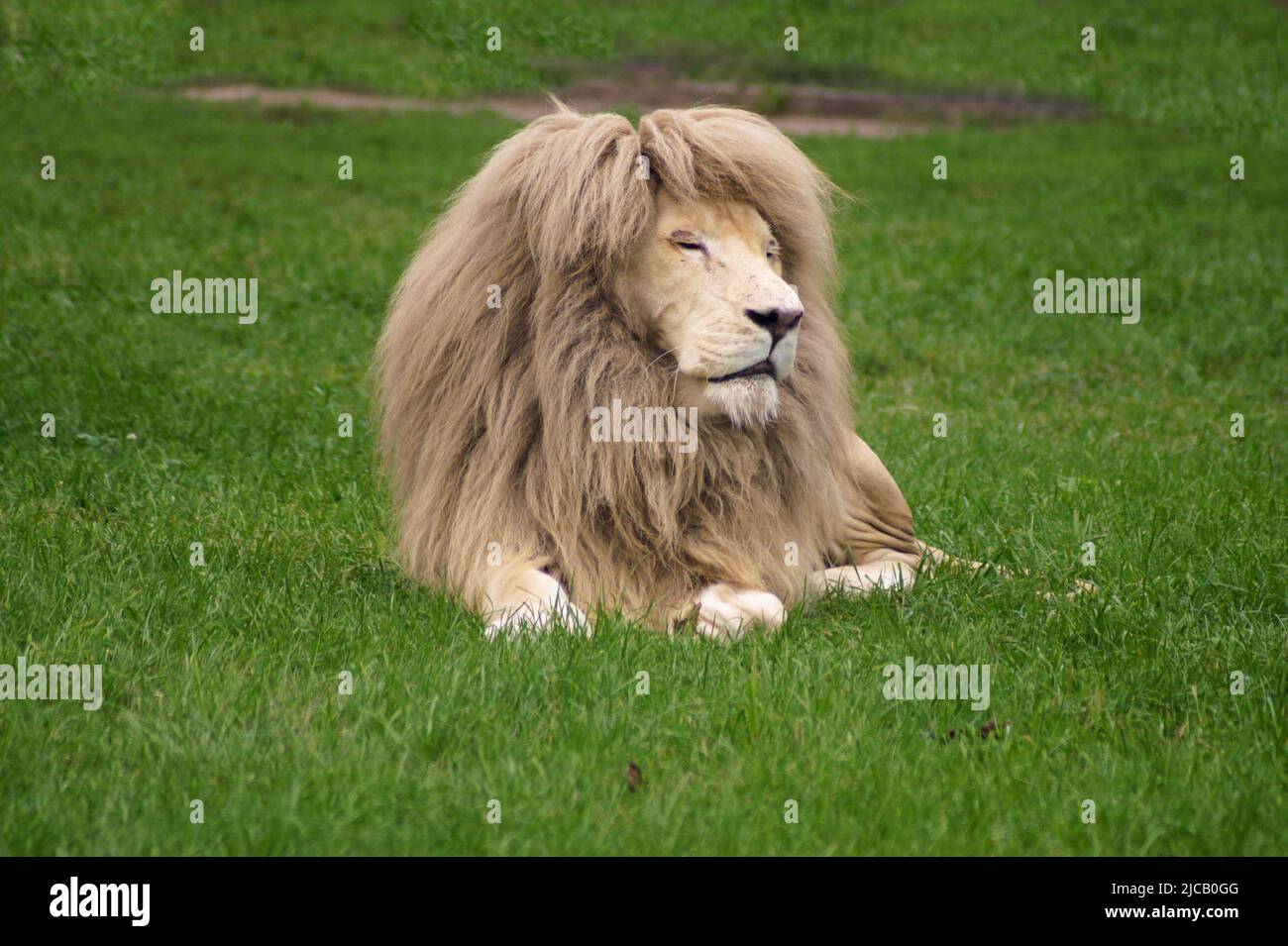 Predator majesty hi-res stock photography and images - Alamy
