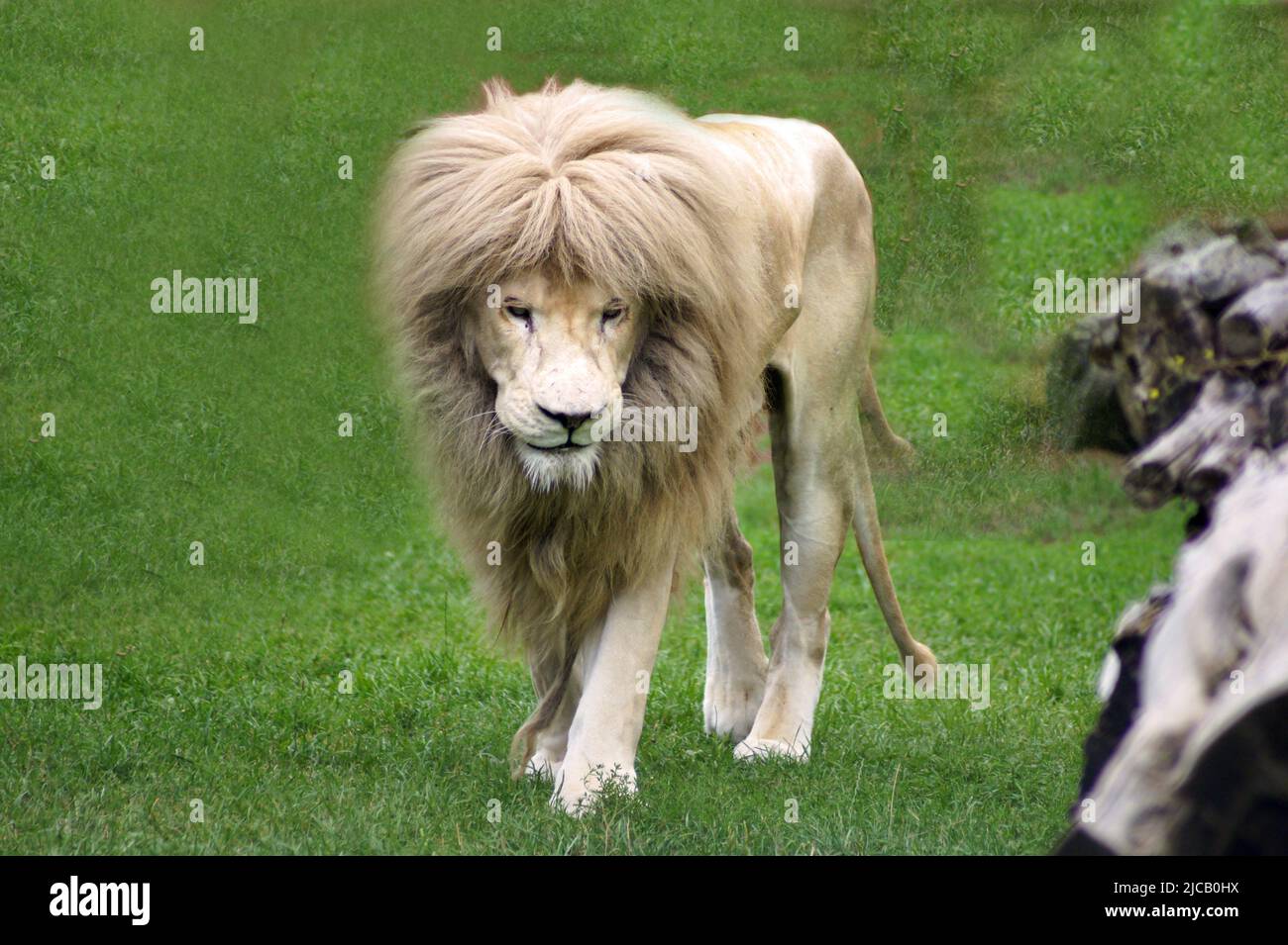 His Majesty.Timbavati lion Stock Photo - Alamy
