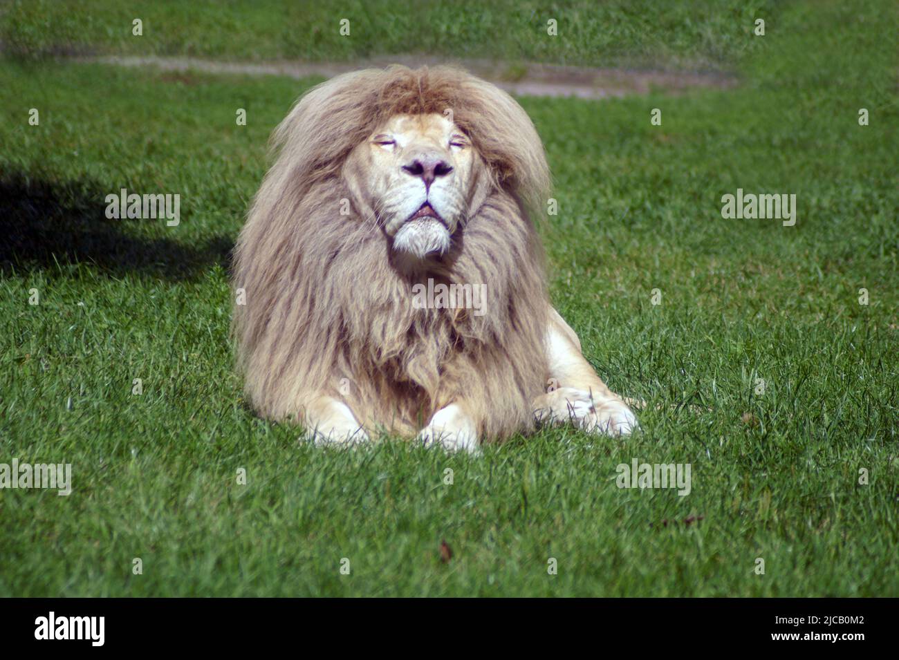 The lion king- white Timbavati lion, for who is there no longer space ...