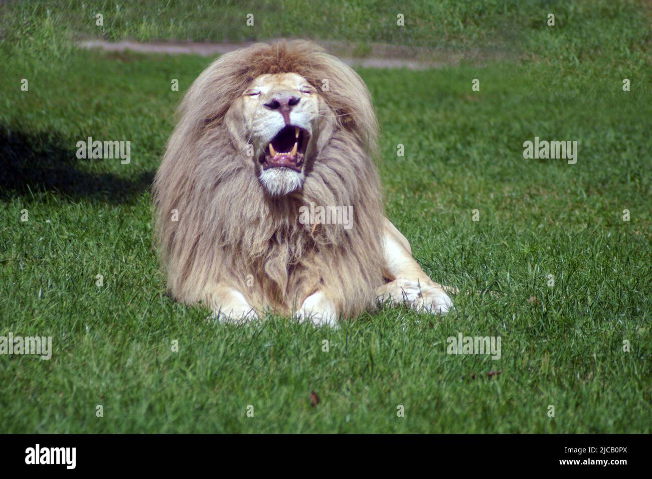 The lion king- white Timbavati lion, for who is there no longer space ...