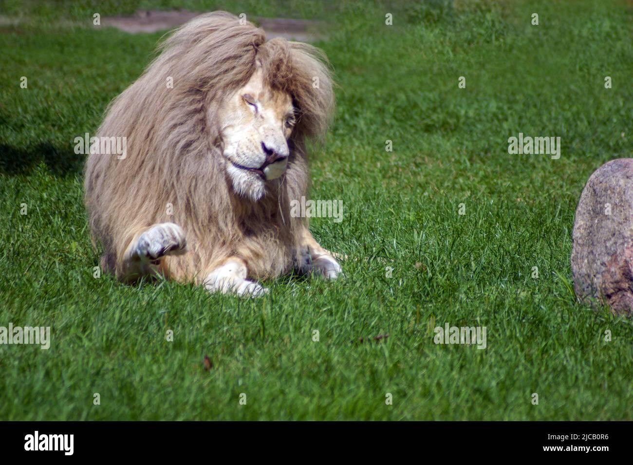 The lion king- white Timbavati lion, for who is there no longer space ...