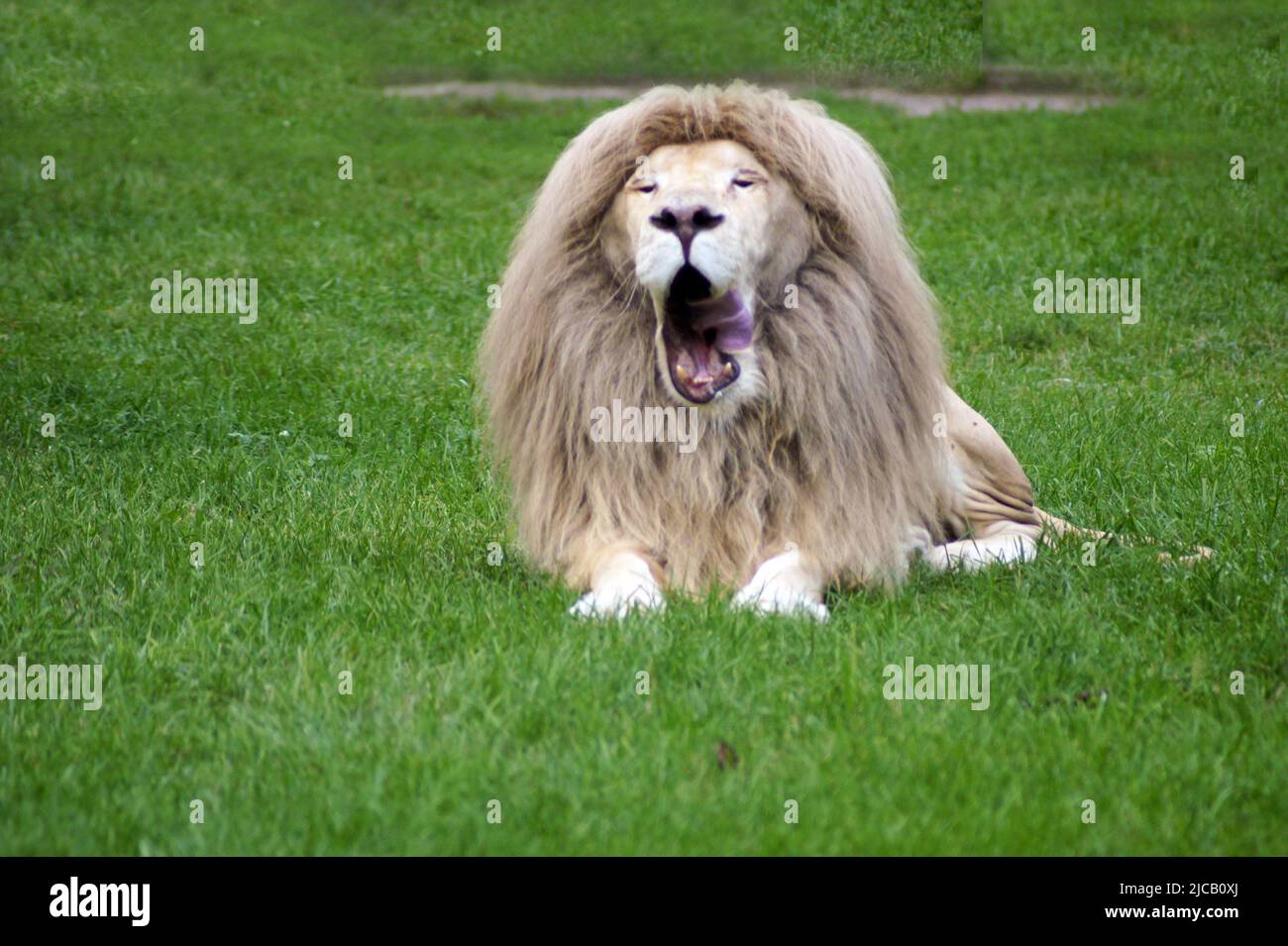 The lion king- white Timbavati lion, for who is there no longer space ...