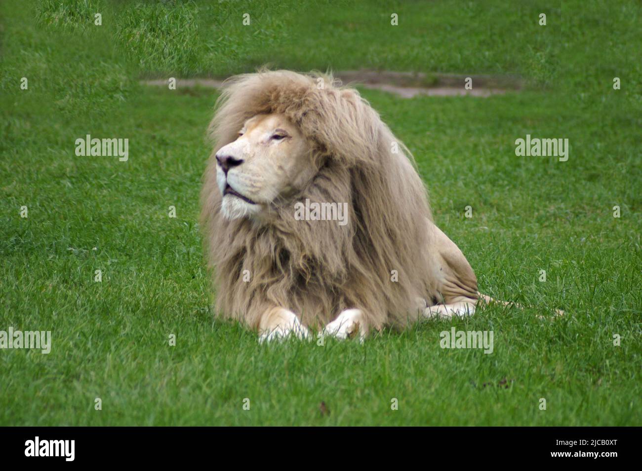 The lion king- white Timbavati lion, for who is there no longer space ...