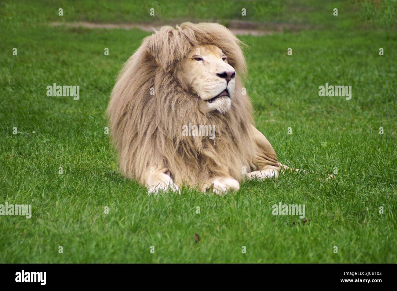 Wild White Lion King