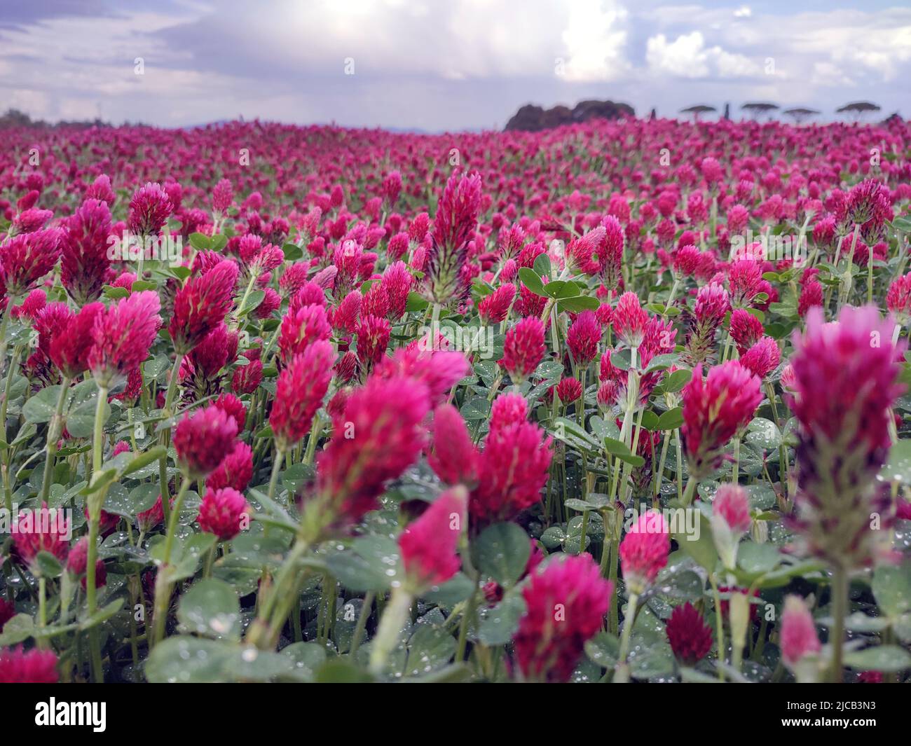 immense expanse of a green field of purple clover flower plants in the ...