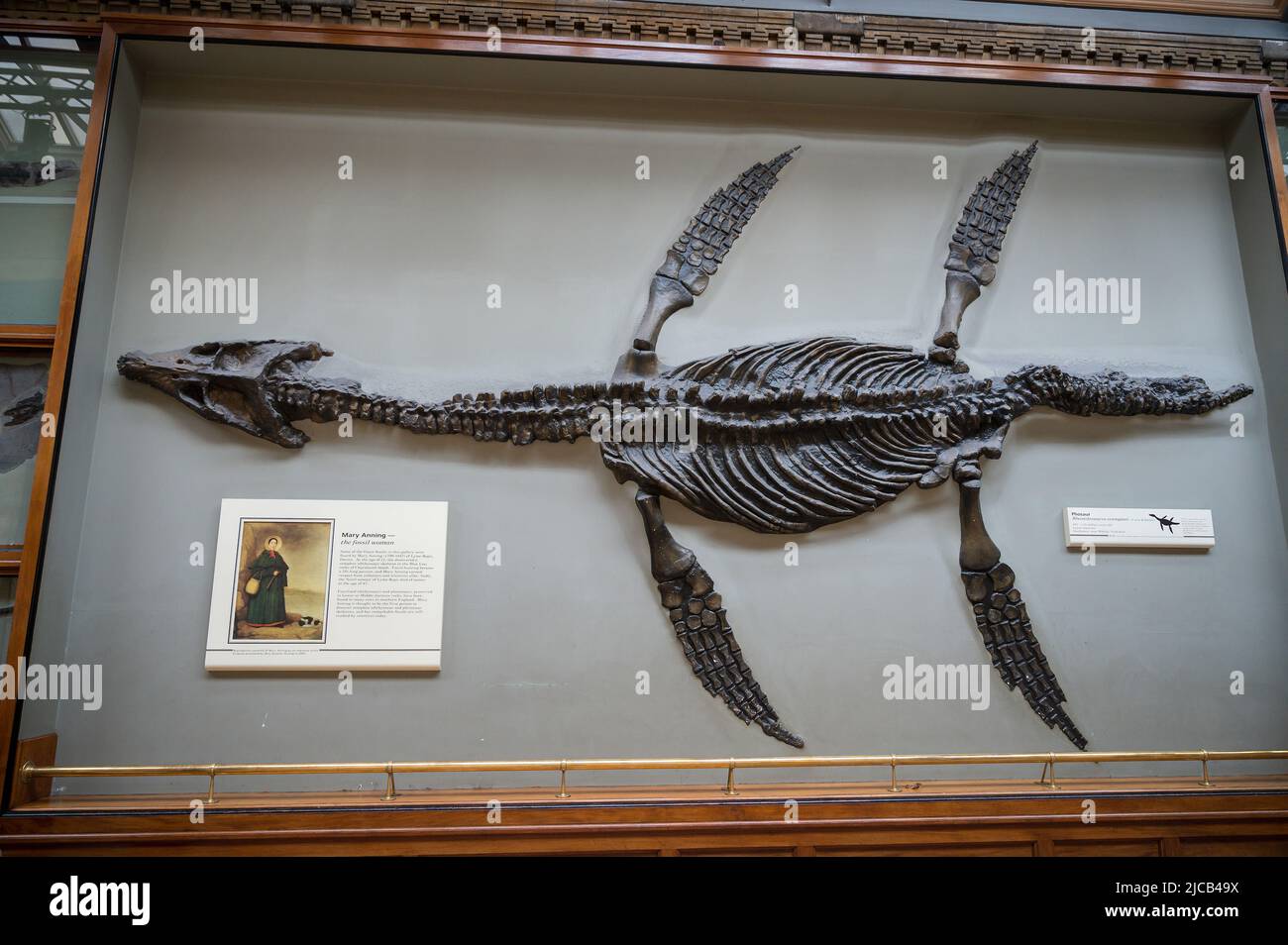 Mary anning fossil hi-res stock photography and images - Alamy