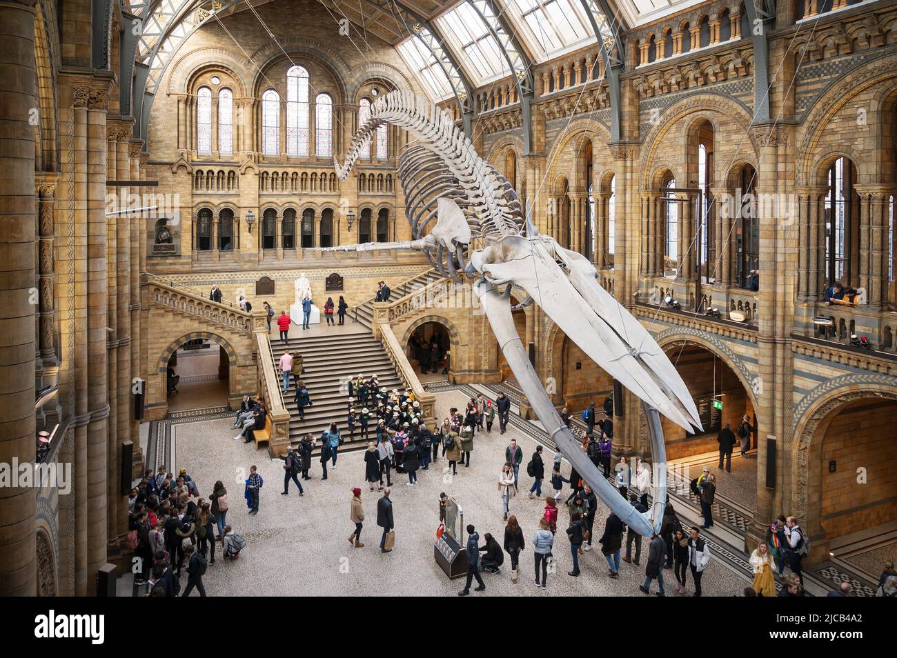 A blue whale skeleton in the Natural History Museum. Exhibition Road ...
