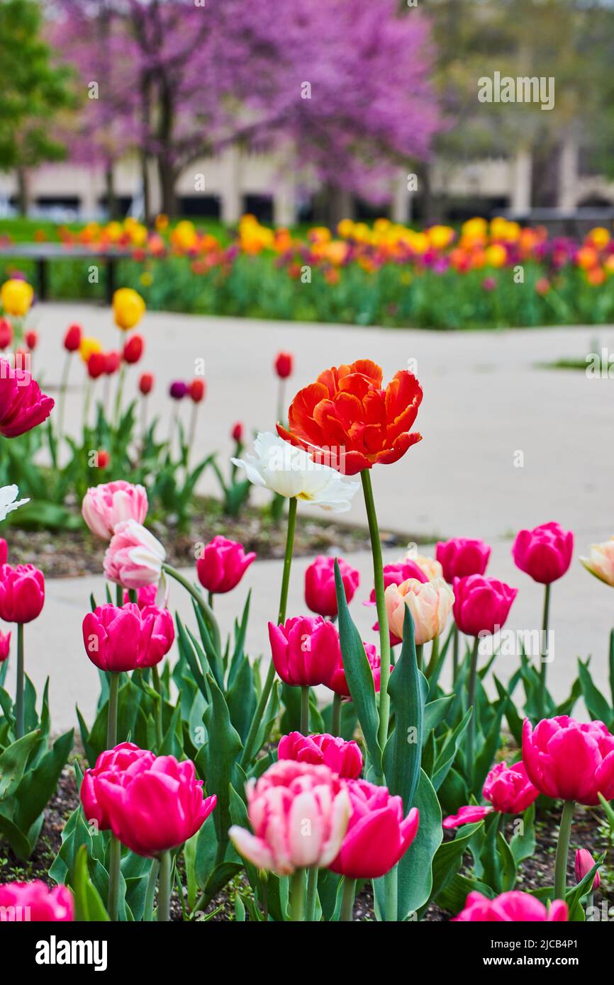 Spring tulip garden in city park with focus on tall red tulip Stock ...