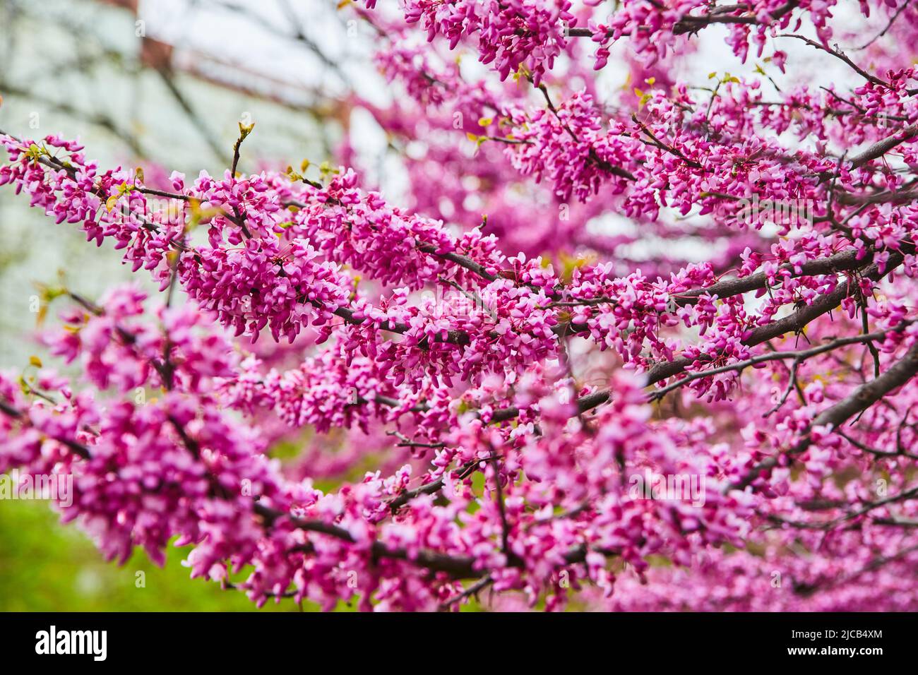 Cherry blossom tree branches hi-res stock photography and images - Alamy