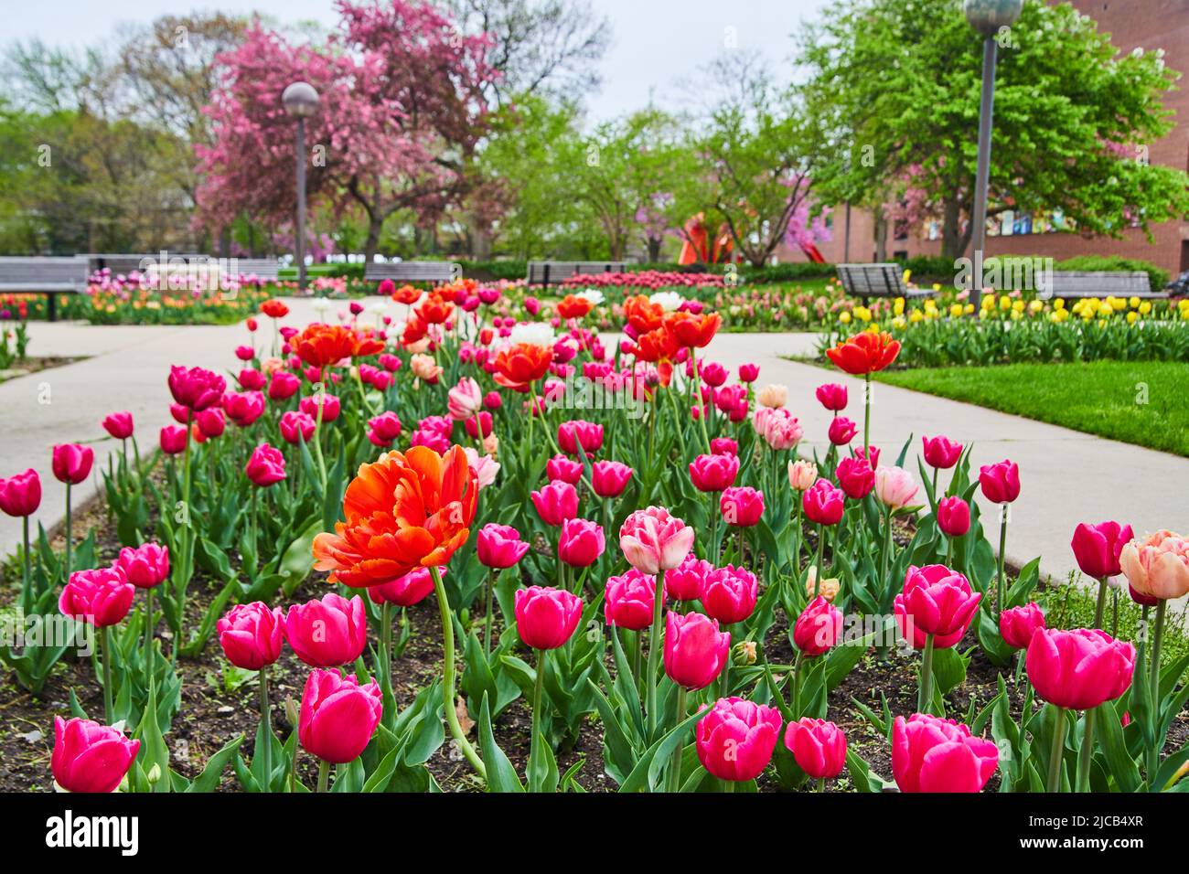 Stunning valentines day colors at spring tulip garden in Fort Wayne ...