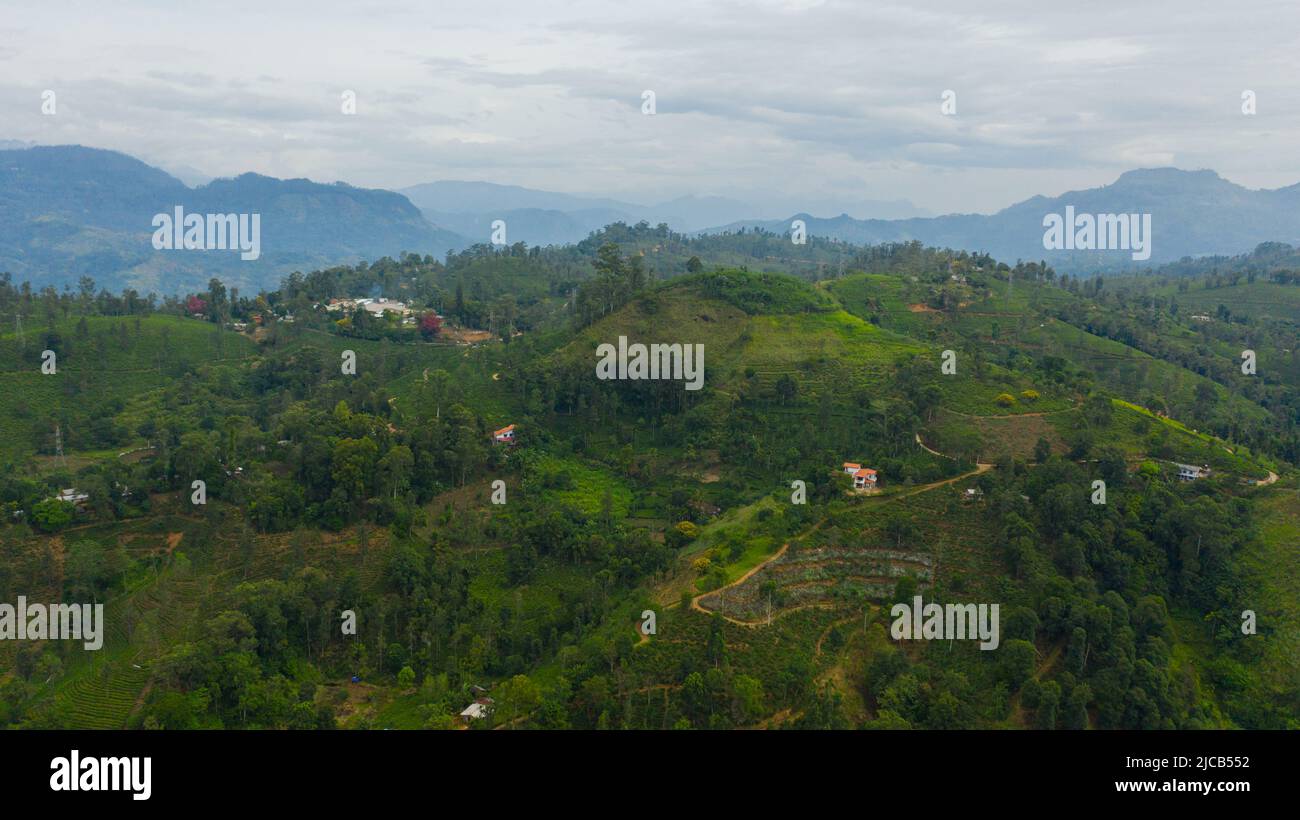 Tea plantations in Sri Lanka. Mountain landscape with tea estate Stock ...