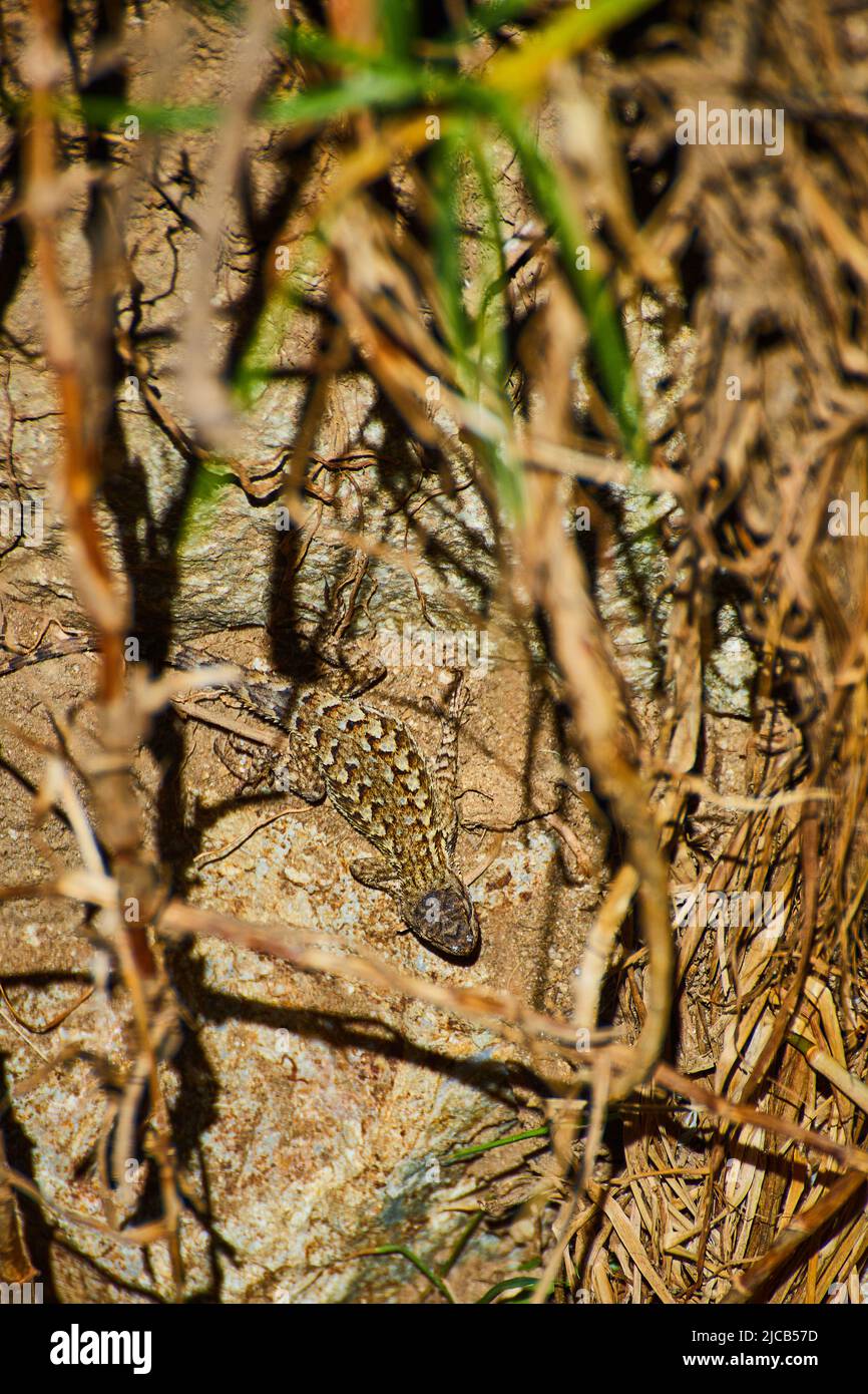 Small desert lizard blends into sand and dry grasses Stock Photo - Alamy