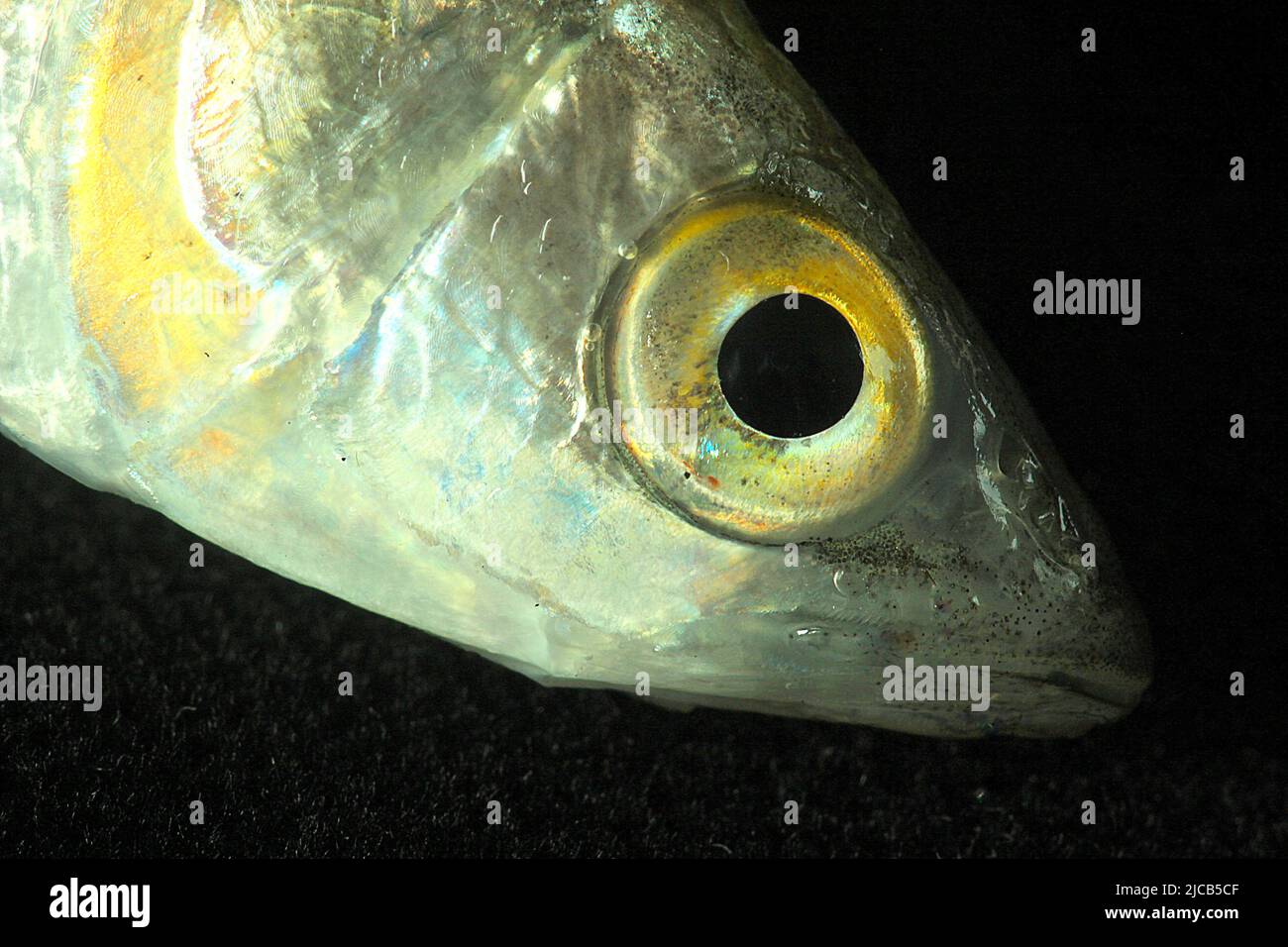 Juvenile yelloweye mullet (Aldrichetta forsteri Stock Photo - Alamy