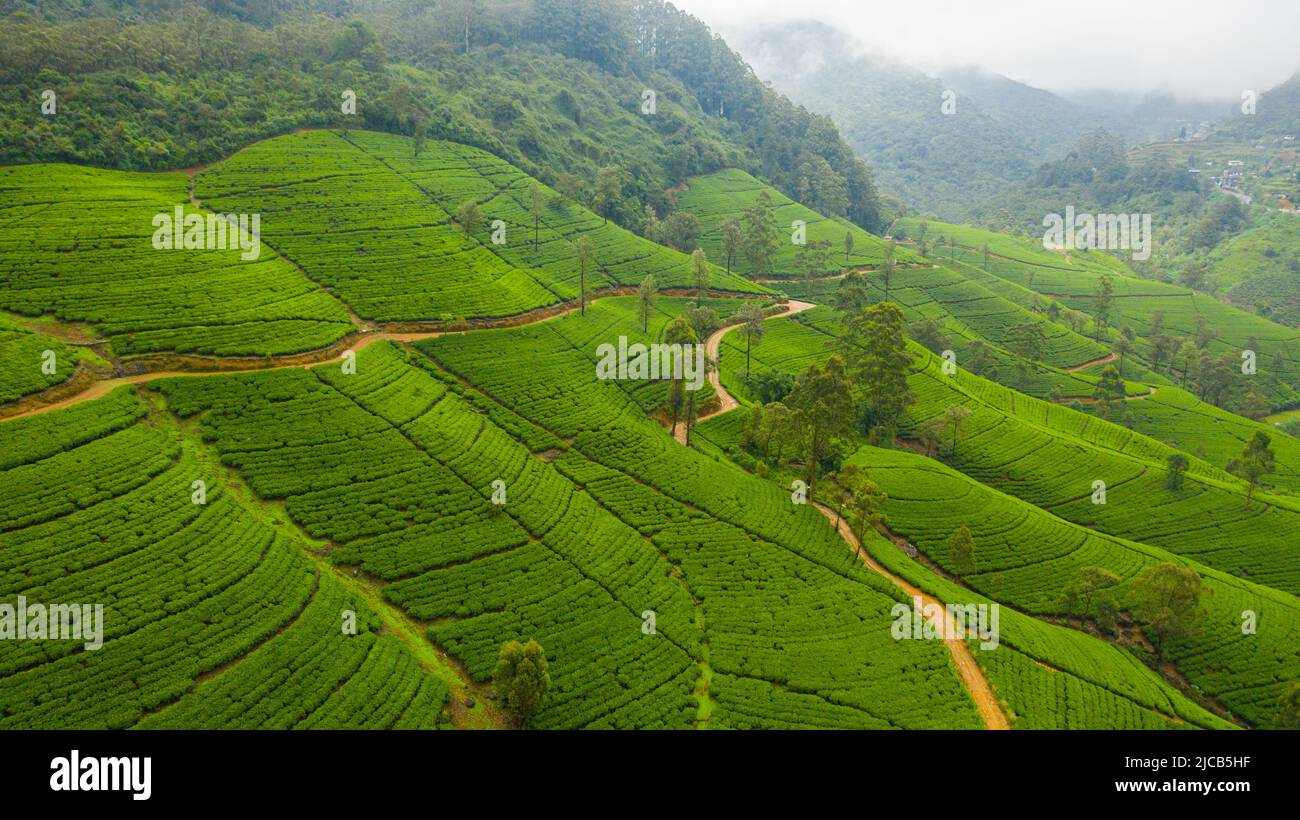 Aerial view of Tea estate on hillsides in a mountainous province. Tea ...