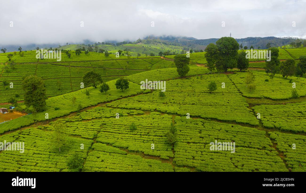 Tea plantations on hillsides in a mountainous province. Tea estate ...