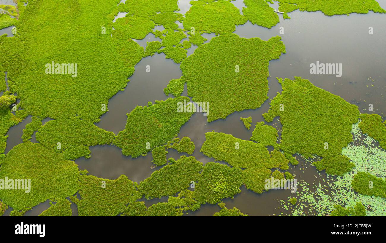 Swamp in middle of rainforest, water stagnation because outside the ...