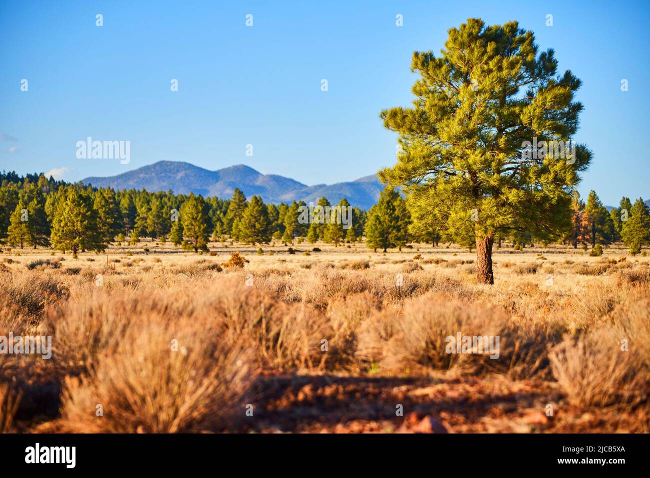 Mountains surround desert field with lone green pine tree Stock Photo - Alamy