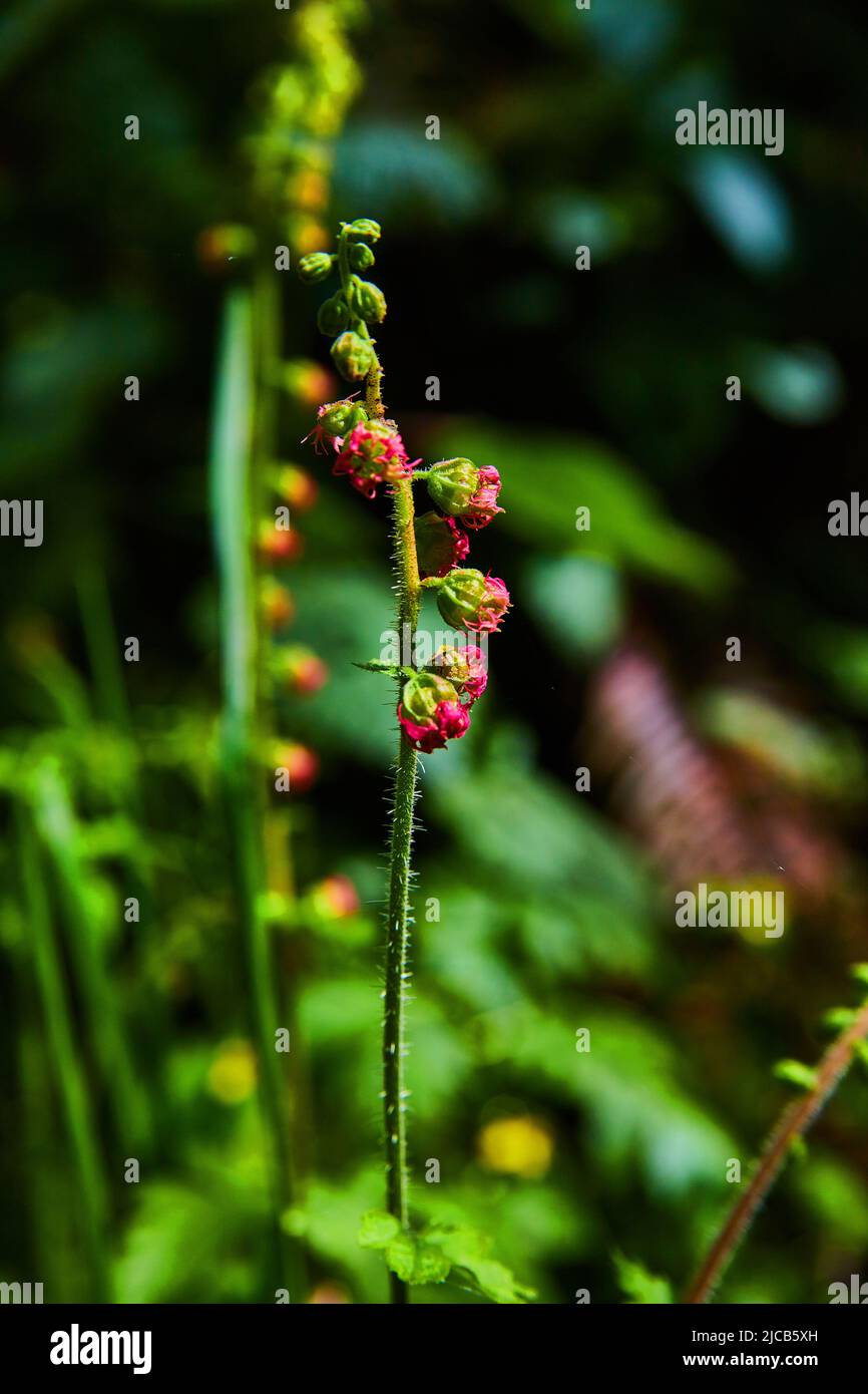 Spring plant stem with tiny red flowers Stock Photo - Alamy
