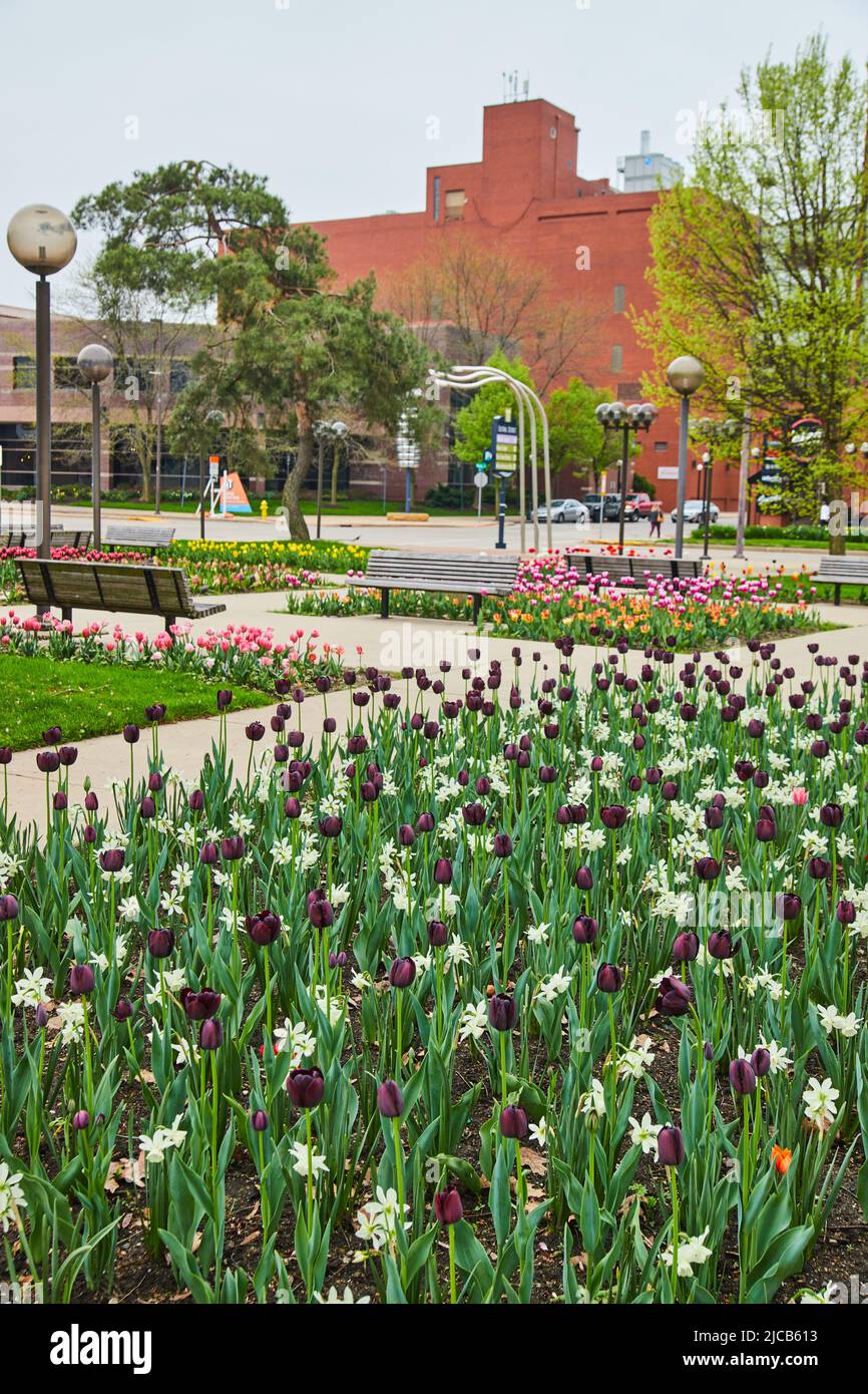 Tulip blossom town park hi-res stock photography and images - Alamy