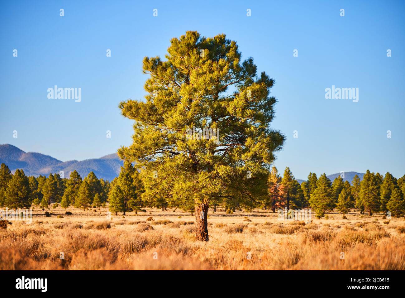 Lone pine tree centered in frame of desert field with mountains in ...