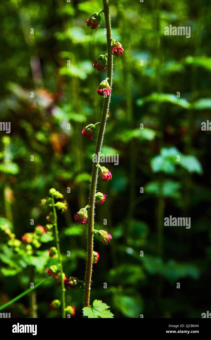 Tiny red flowers on vine in early spring Stock Photo - Alamy