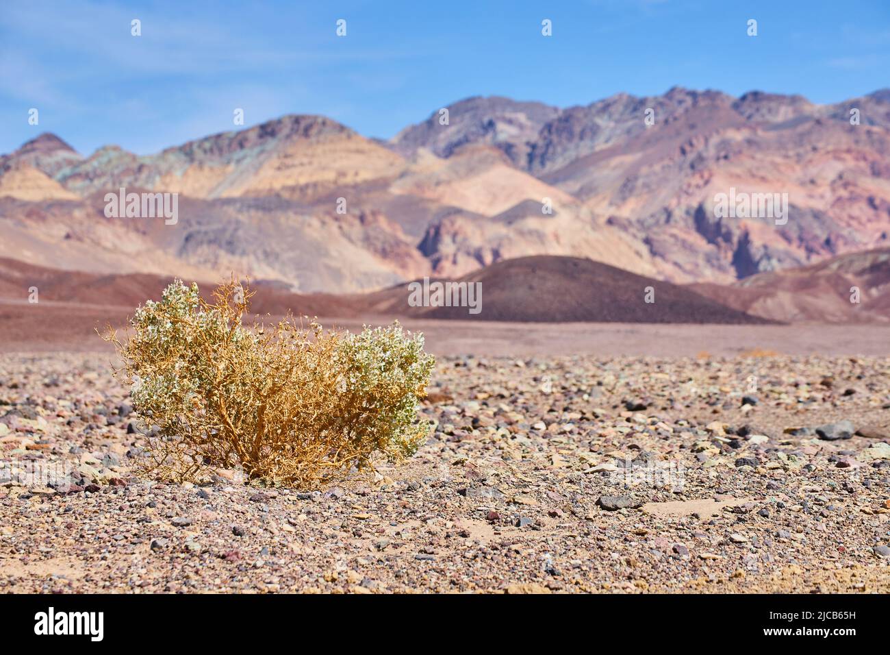 Lone desert shrub in empty plains with colorful mountains in background ...