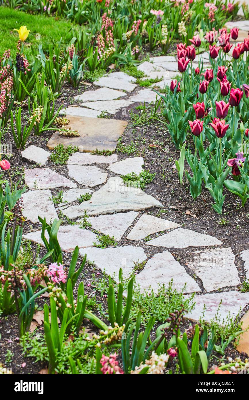 Simple stone path through tulip gardens in spring with pink and purple ...