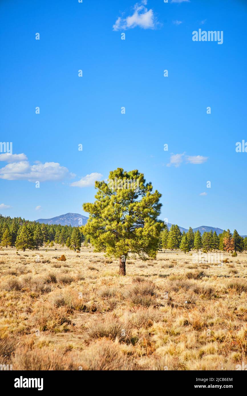 Arizona landscape tree horizon hi-res stock photography and images - Alamy