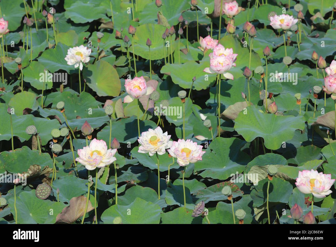 blooming colorful Peony Lotus flowers,beautiful pink with yellow peony ...