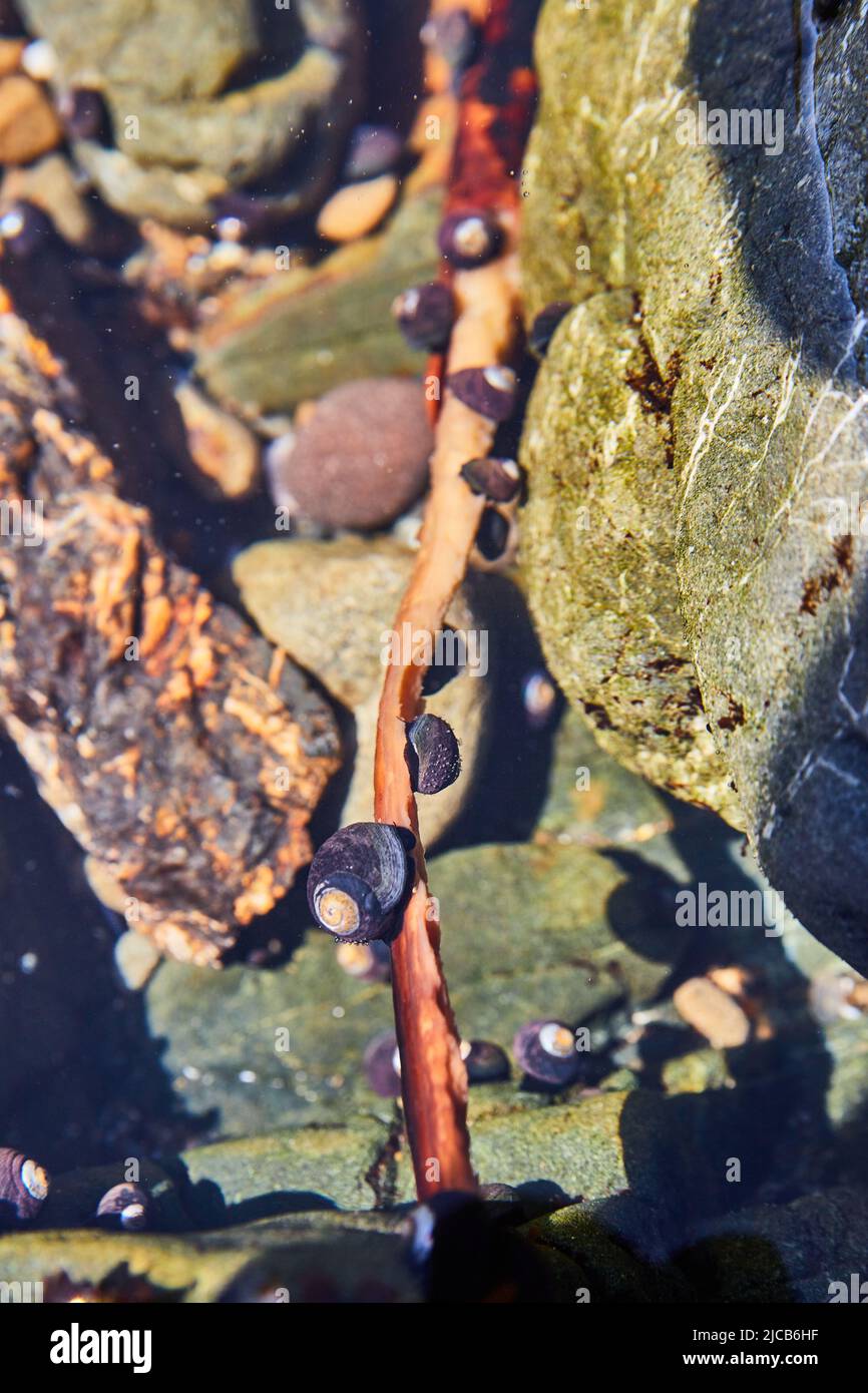 Tide pool in ocean with branch covered in snails Stock Photo - Alamy
