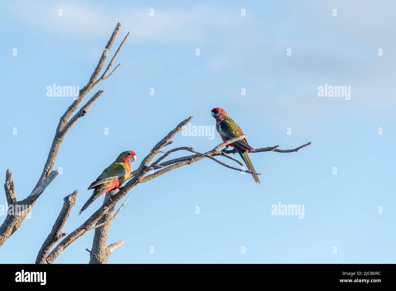 Australian native rosella hi-res stock photography and images - Alamy