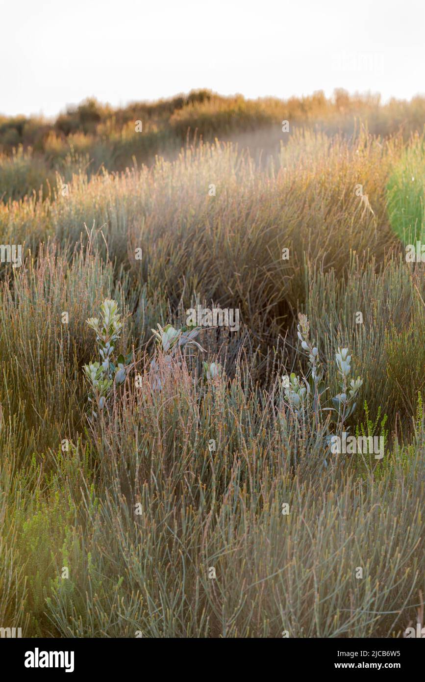 The warm afternoon sunlight spreads over the coastal heath of native ...