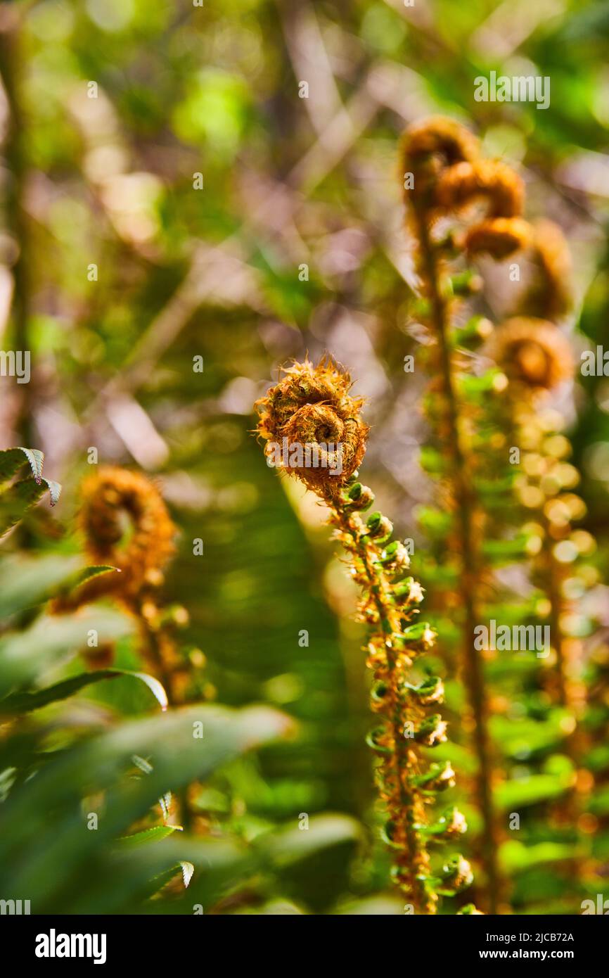 Spiraling plant hi-res stock photography and images - Alamy