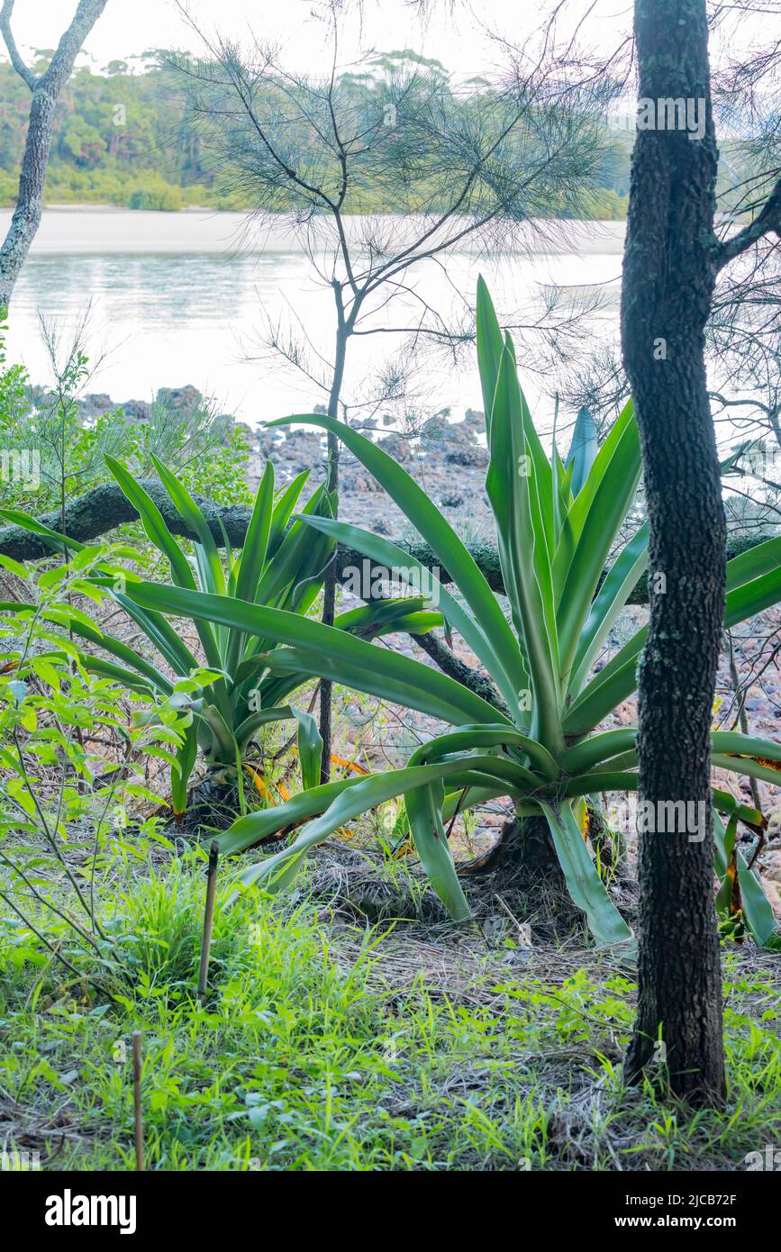 Swamp lilly crinum pedunculatum hi-res stock photography and images - Alamy