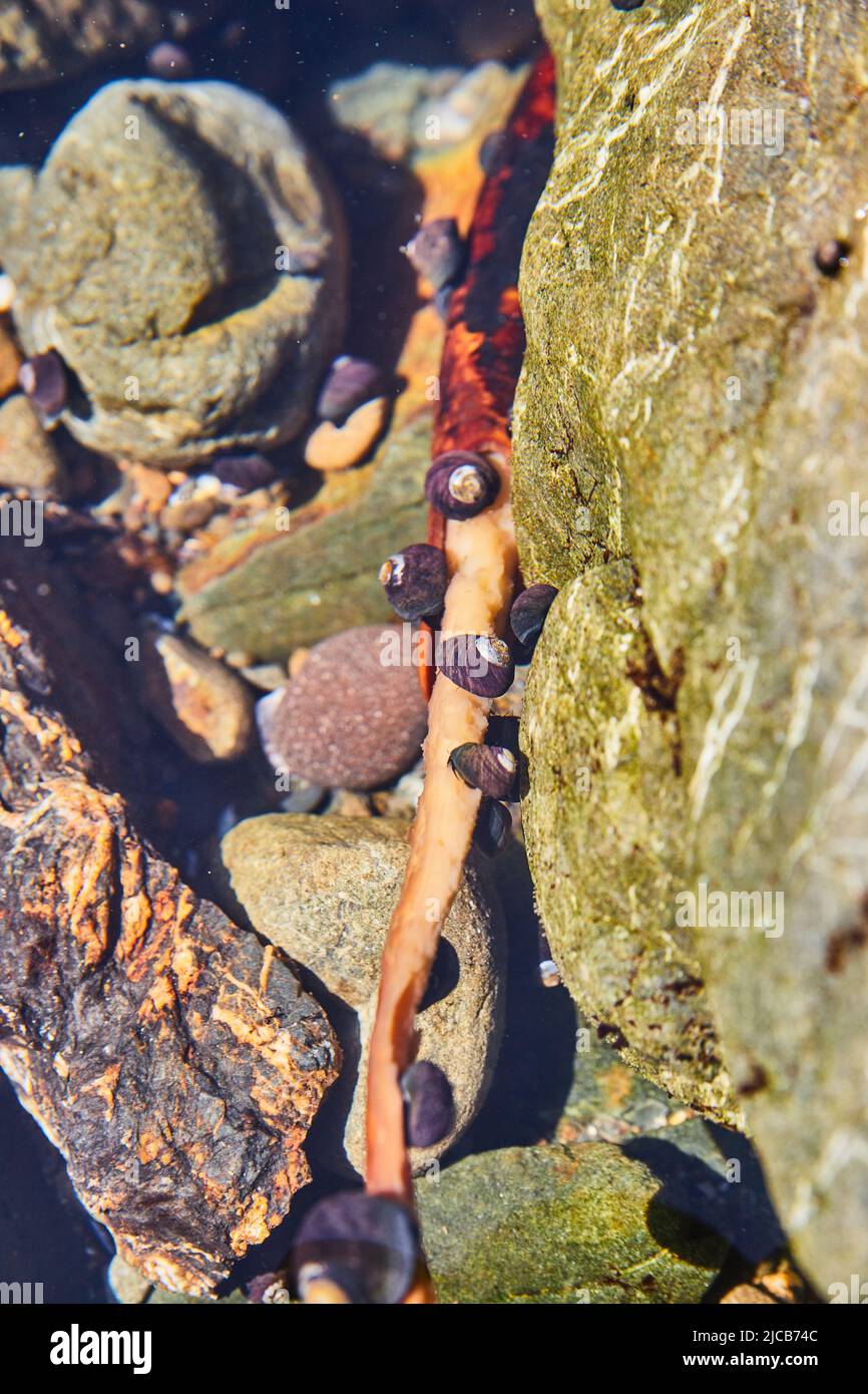 Tide pool with tiny snails on branch Stock Photo - Alamy