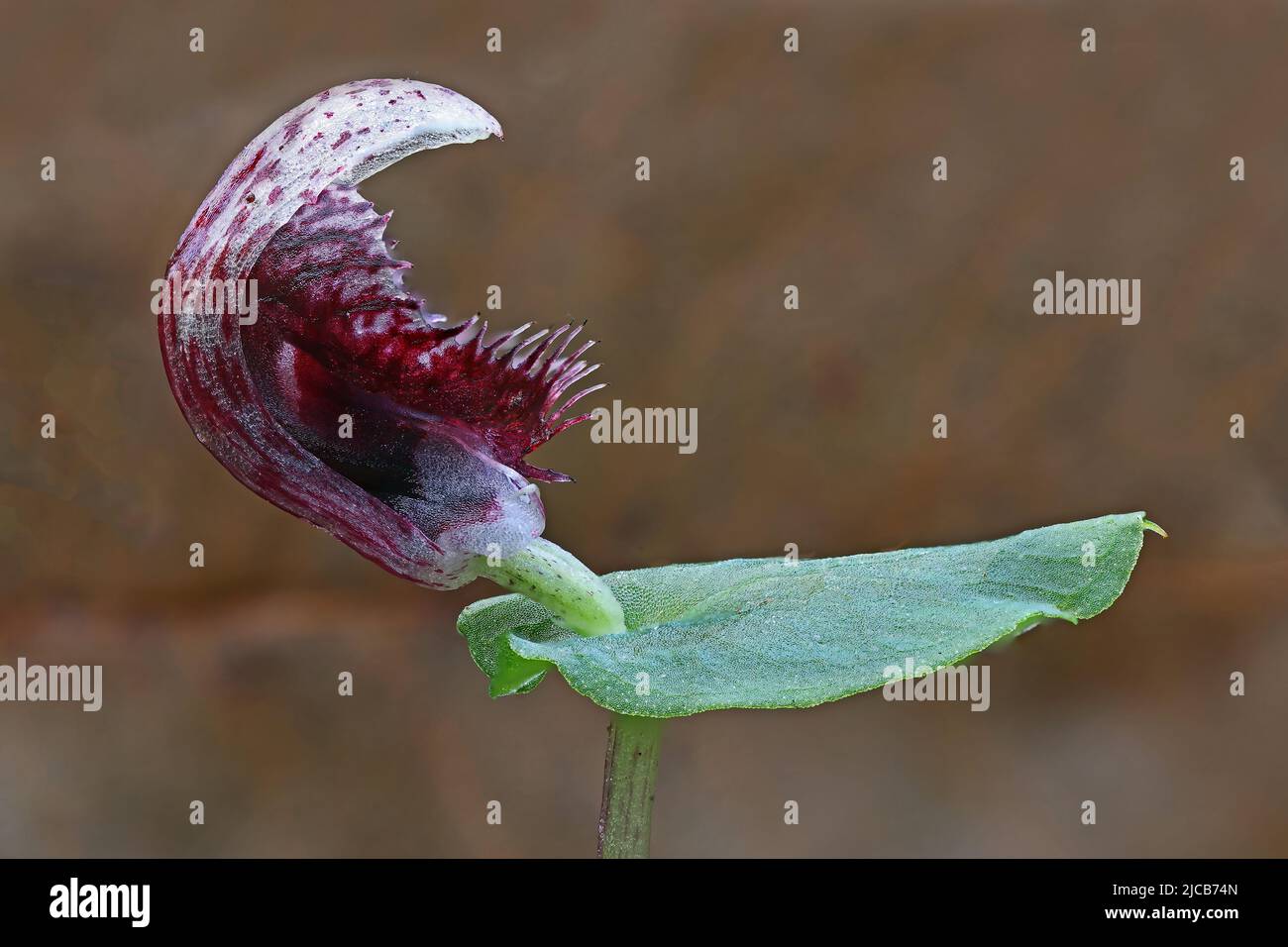 Fringed Helmet Orchid (Corybas frimbiata Stock Photo - Alamy
