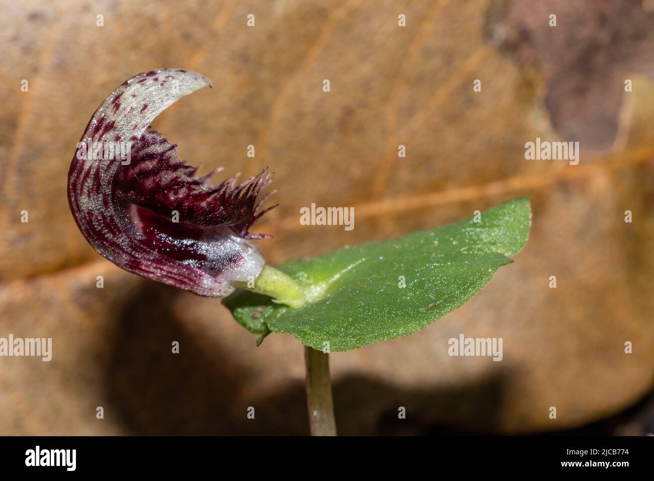 Fringed Helmet Orchid (Corybas frimbiata Stock Photo - Alamy