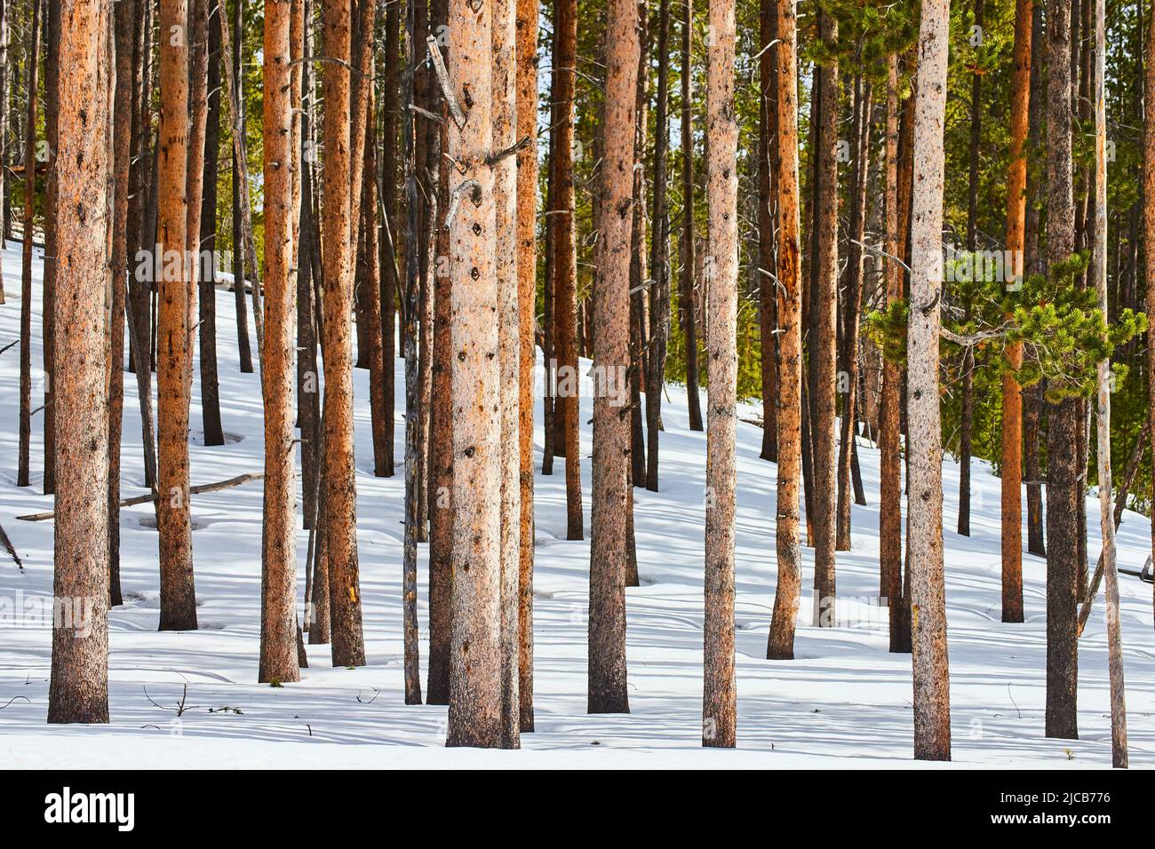 Snow covered tree trunks ground hi-res stock photography and images - Alamy
