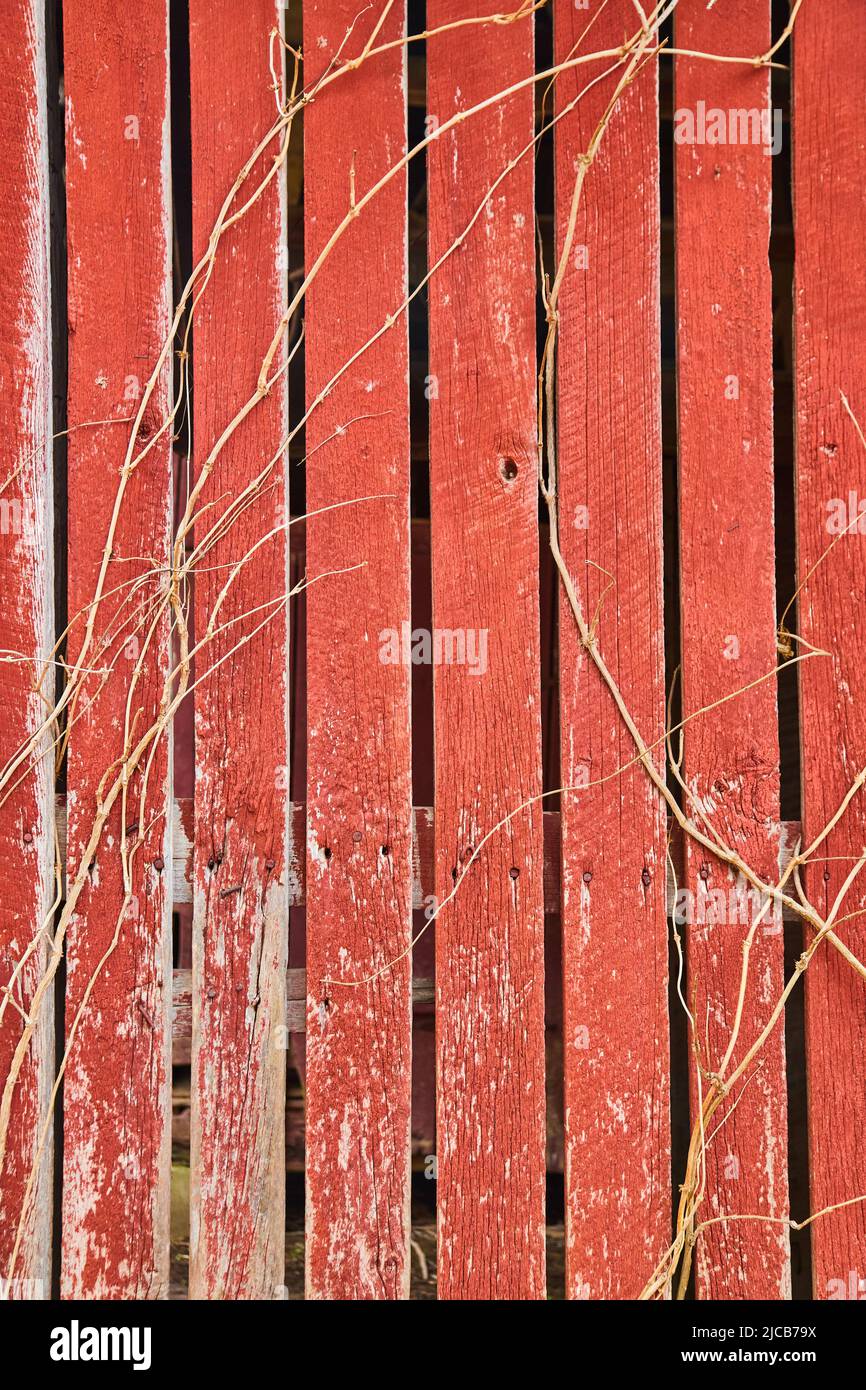 Leafless vines over faded red barnwood boards Stock Photo - Alamy
