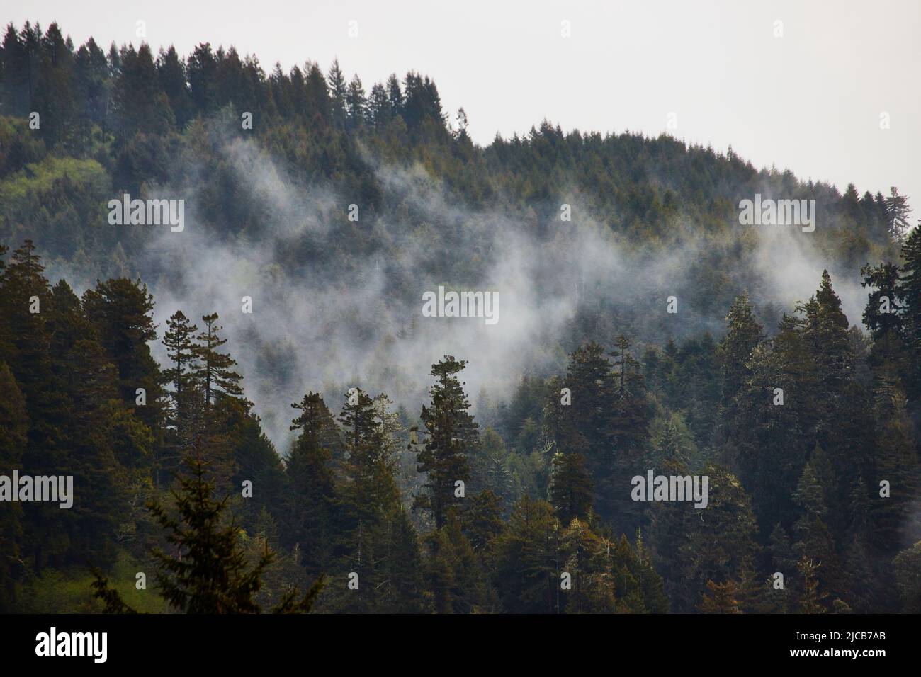 Pine tree mountain silhouette filled with morning fog Stock Photo - Alamy