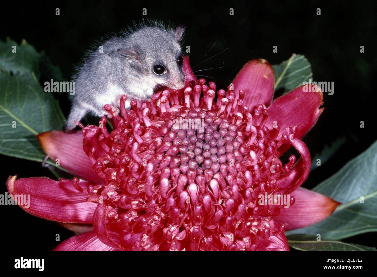 Australian Eastern Pygmy Possum on Waratah Flower Stock Photo - Alamy