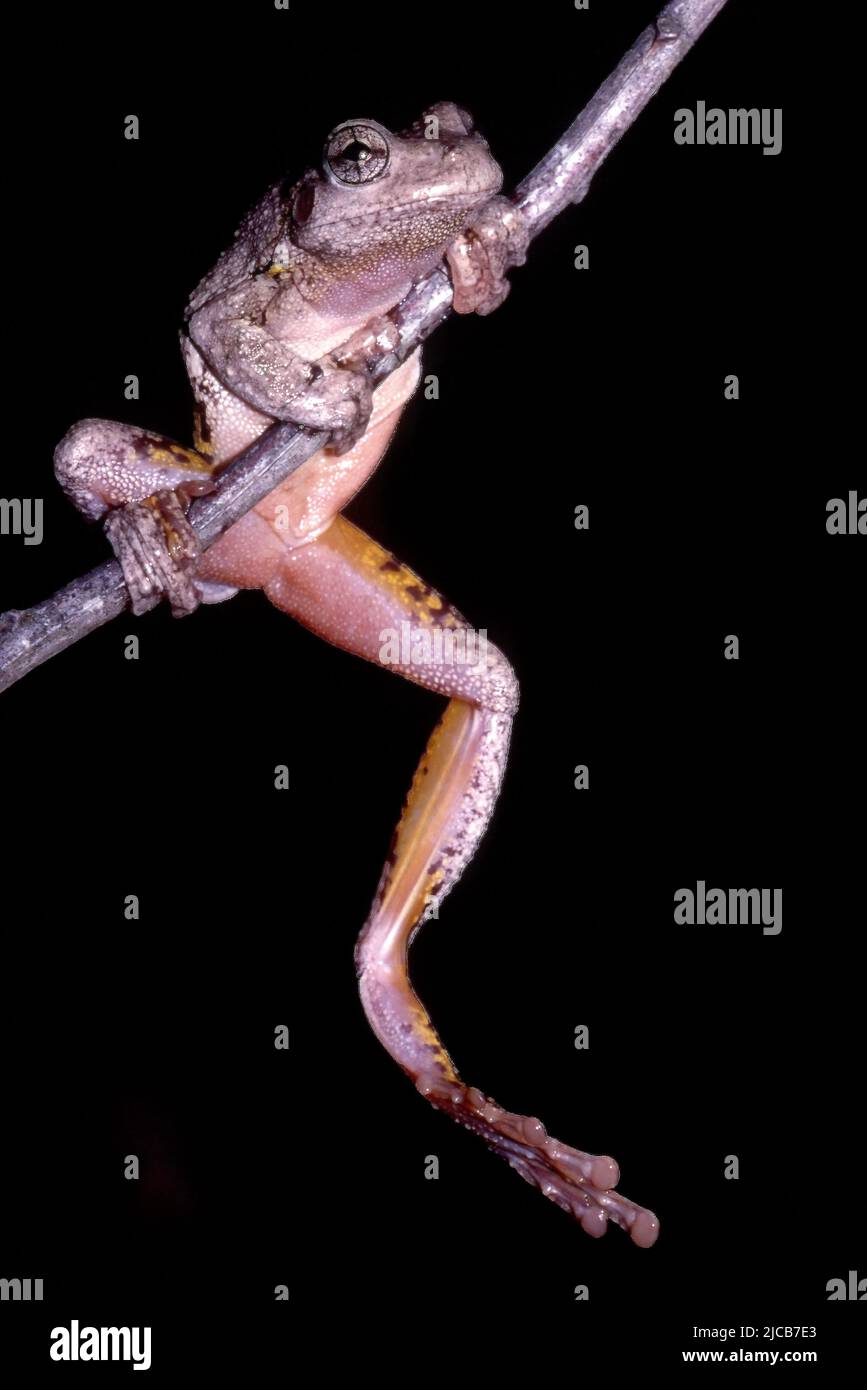 Australian Peron's Tree Frog on branch (Litoria peronii Stock Photo - Alamy