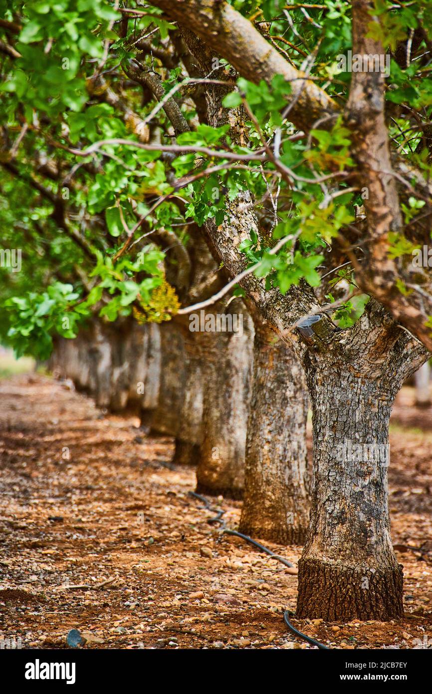 Almond trees fall hi-res stock photography and images - Alamy