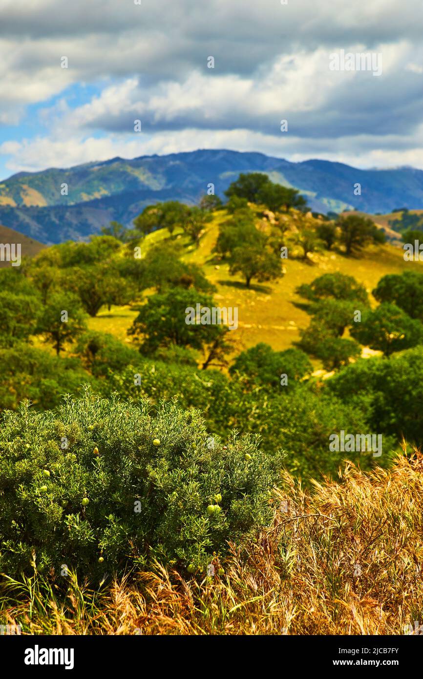 Lush green forest over endless mountains in spring Stock Photo - Alamy