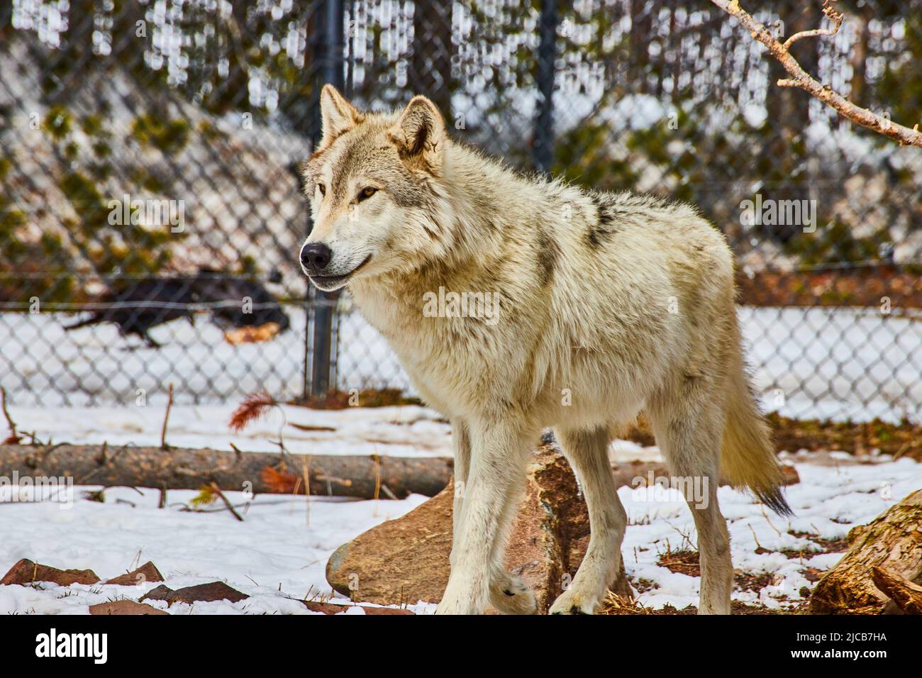 Lone white wolf during winter in fenced area Stock Photo - Alamy