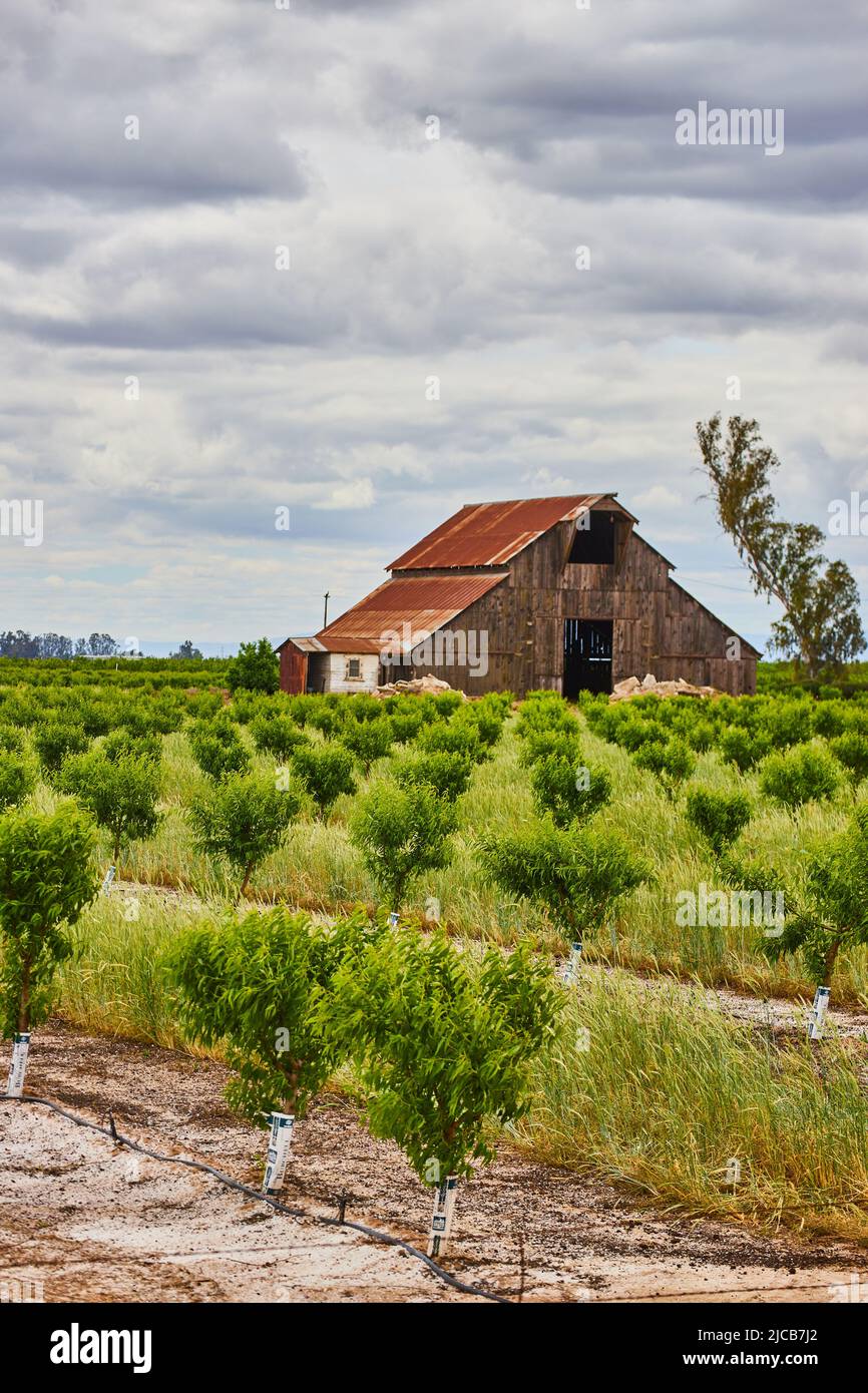Red farmhouse in spring with baby fruit trees Stock Photo - Alamy